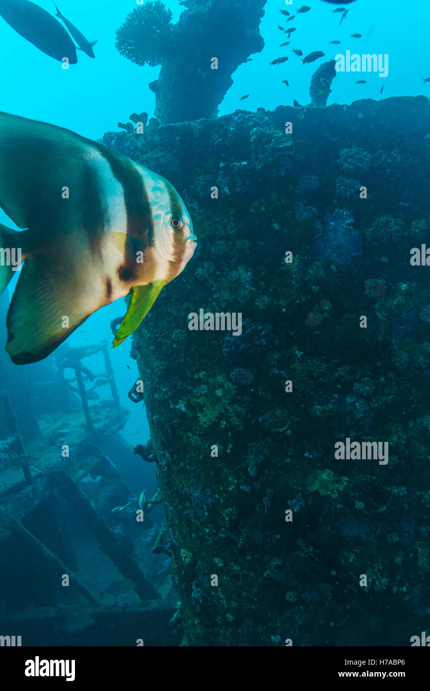 Closeup of Big Bat Fish near sunken ship, Maldives Stock Photo - Alamy