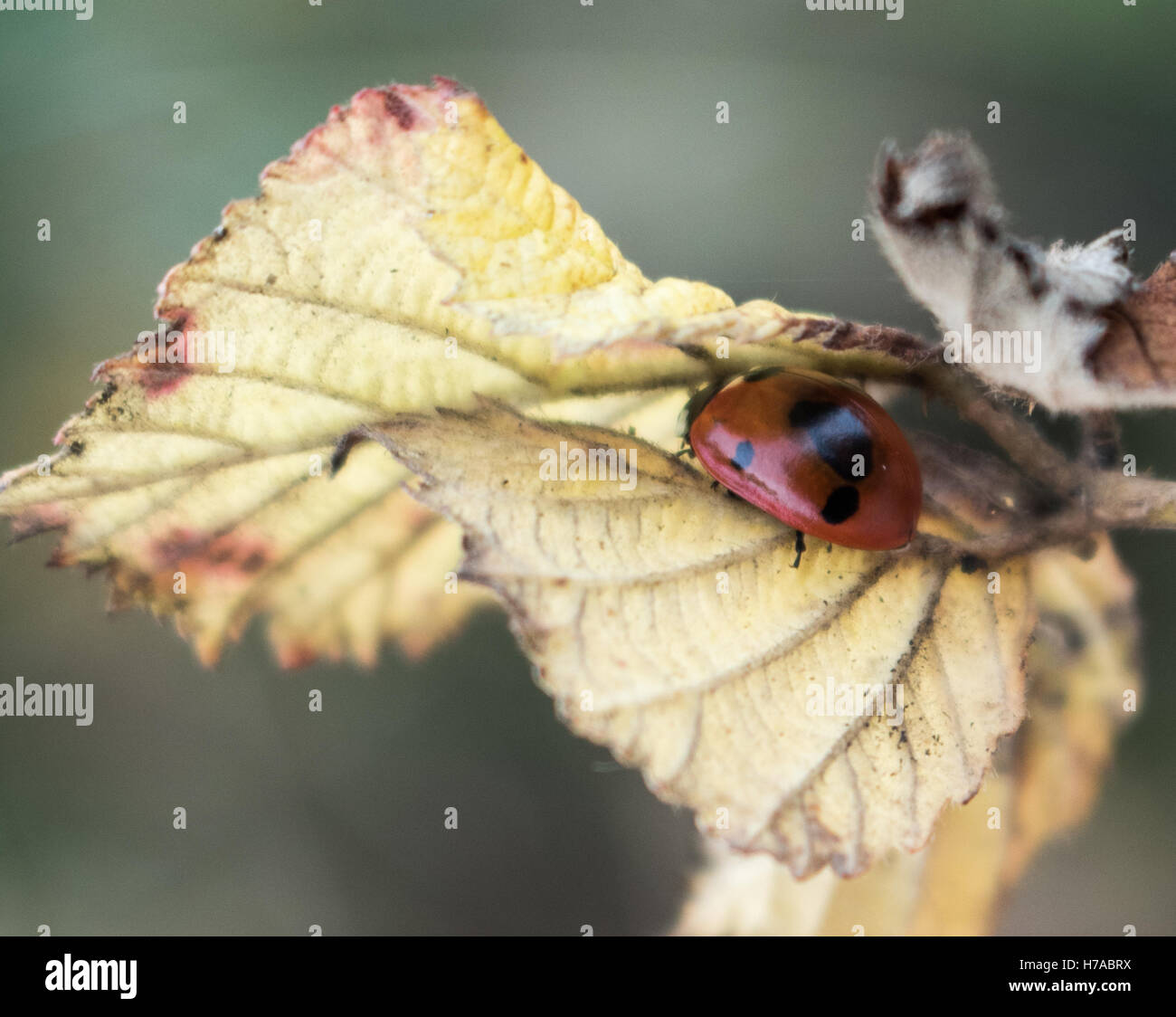 Ladybird insect hi-res stock photography and images - Alamy