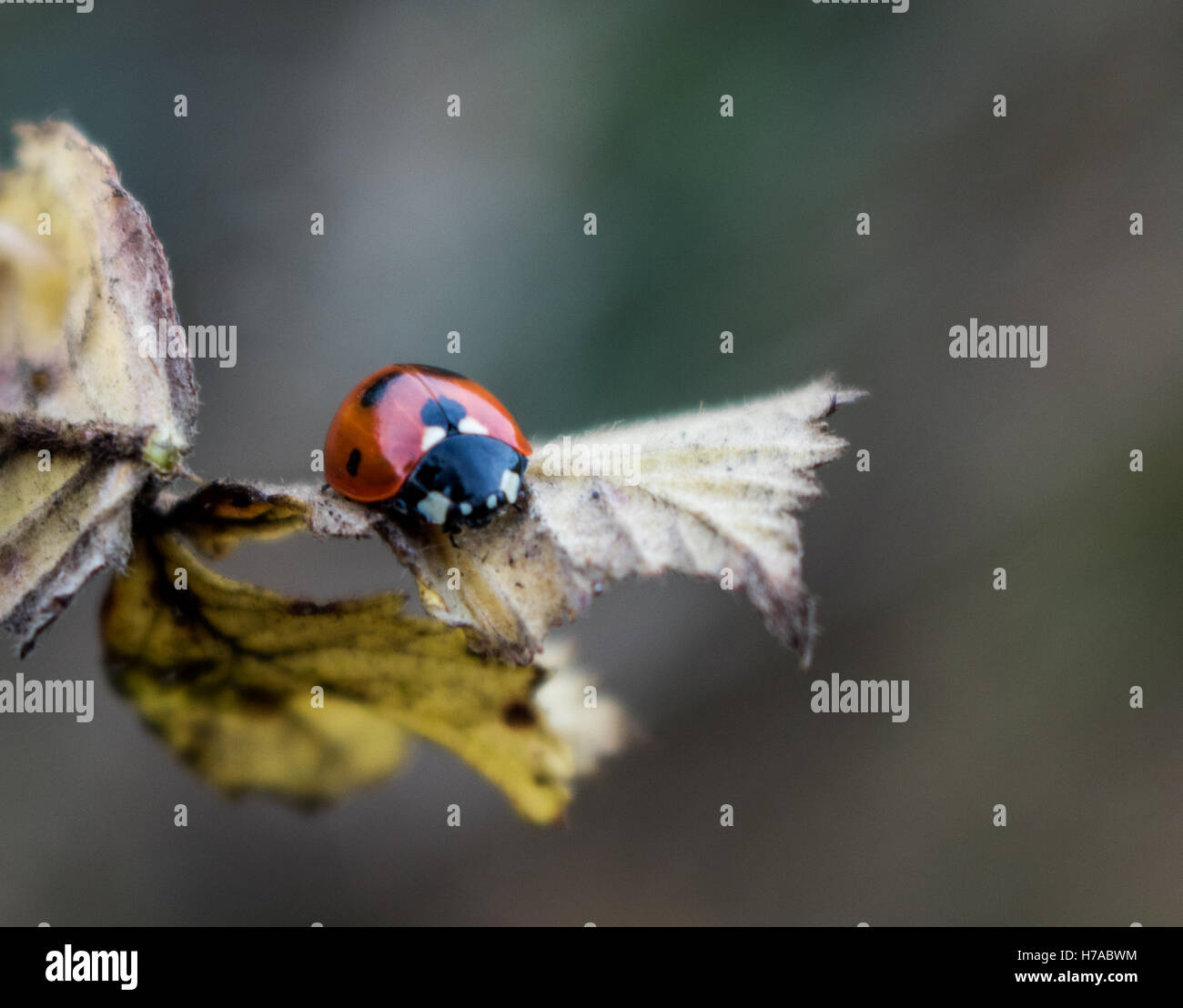 Ladybird insect hi-res stock photography and images - Alamy