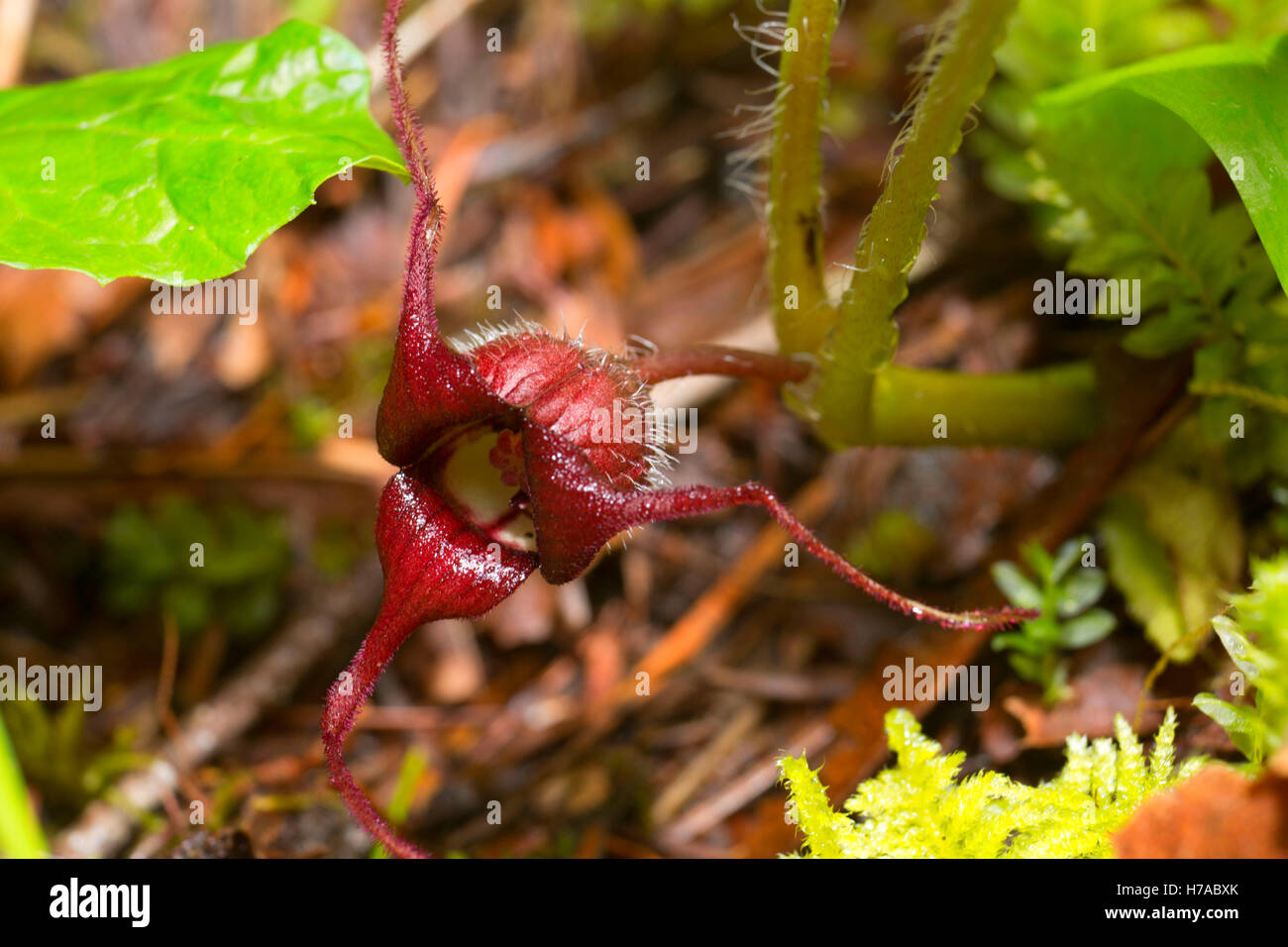 Wild ginger bloom along French Pete Creek Trail, Three Sisters ...