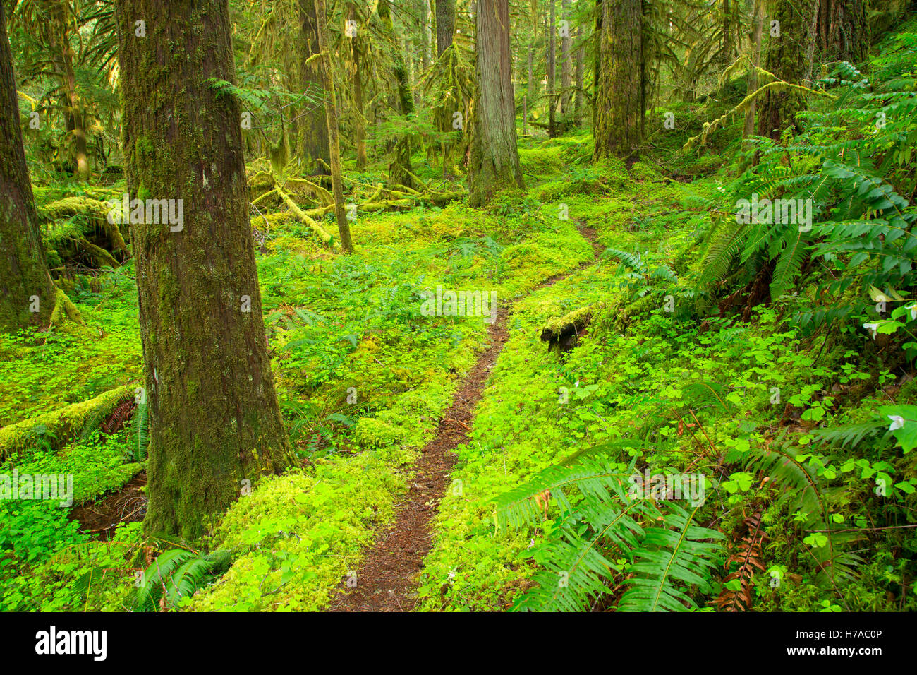 Fork path forest hi-res stock photography and images - Alamy
