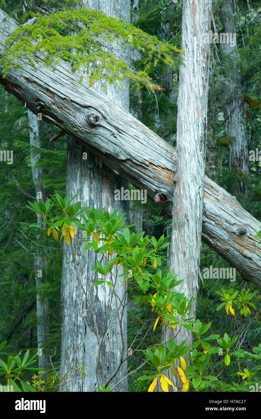 Cedar trunks, Opal Creek Wilderness, Willamette National Forest, Oregon ...