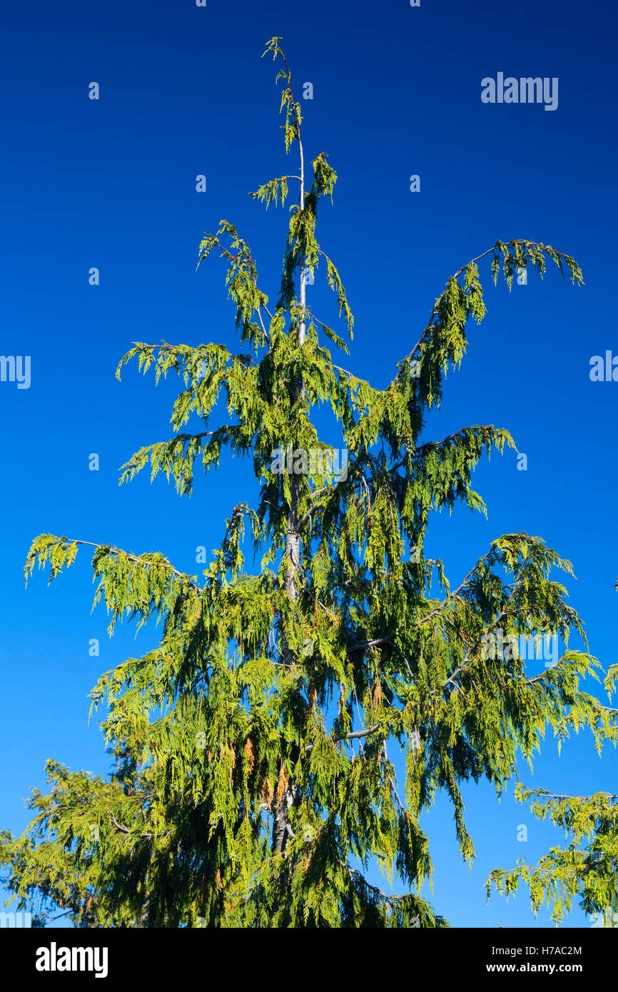 Cedar along French Creek Trail, Willamette National Forest, Oregon ...