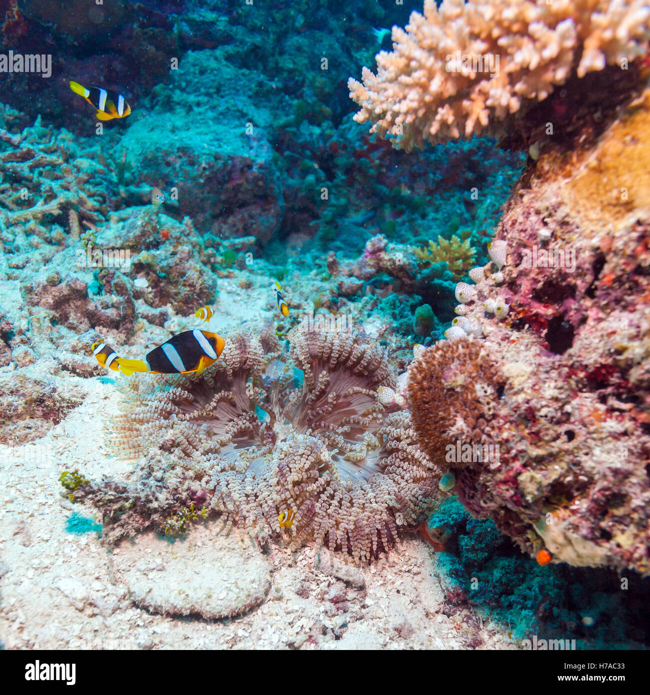 Yellowtail clownfish (Amphiprion clarkii) with sea anemone, Maldives ...