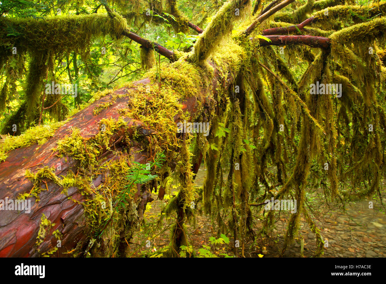Pacific yew hi-res stock photography and images - Alamy