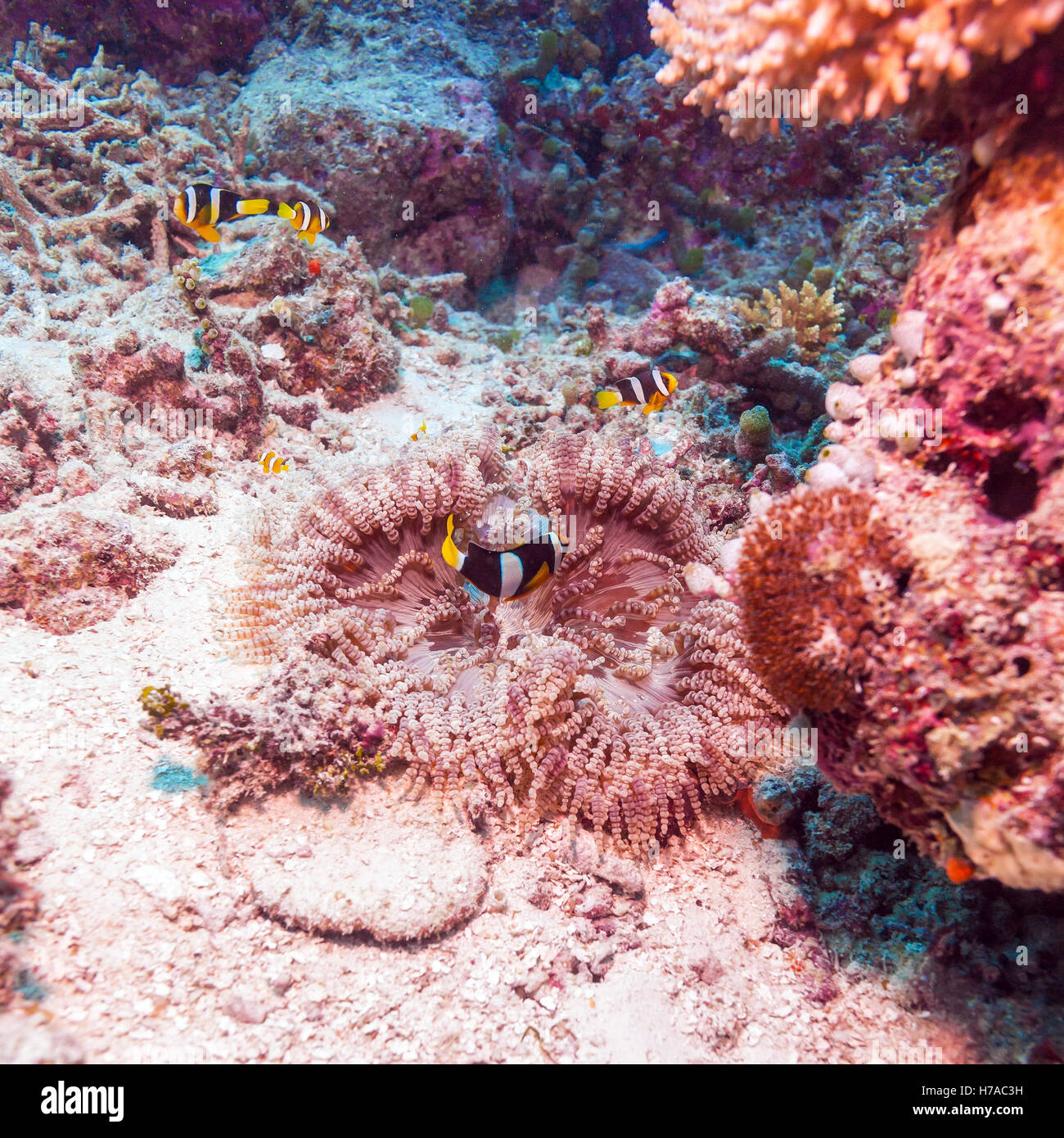 Yellowtail clownfish (Amphiprion clarkii) with sea anemone, Maldives ...