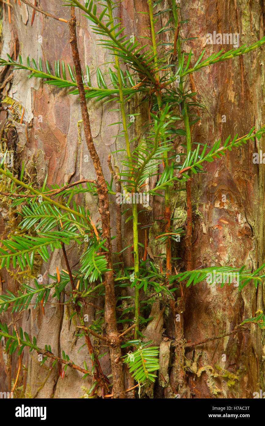 Pacific yew tree hi-res stock photography and images - Alamy