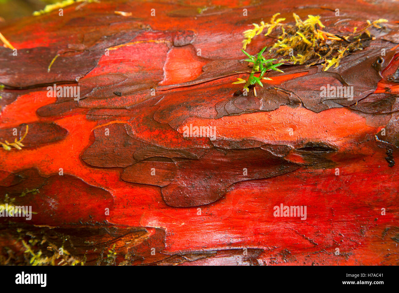Pacific yew tree hi-res stock photography and images - Alamy