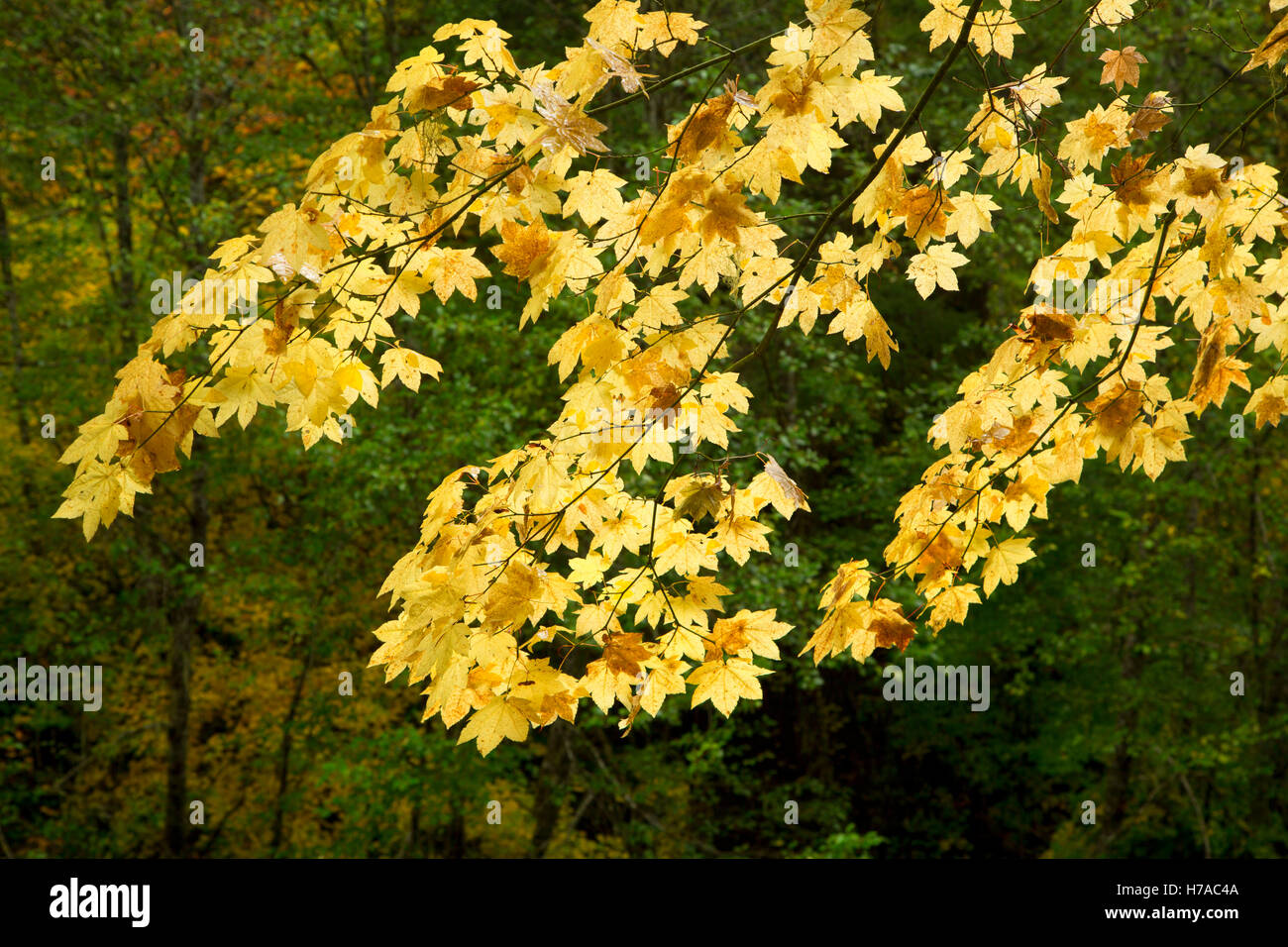Vine maple (Acer circinatum), North Fork of the Middle Fork Willamette ...