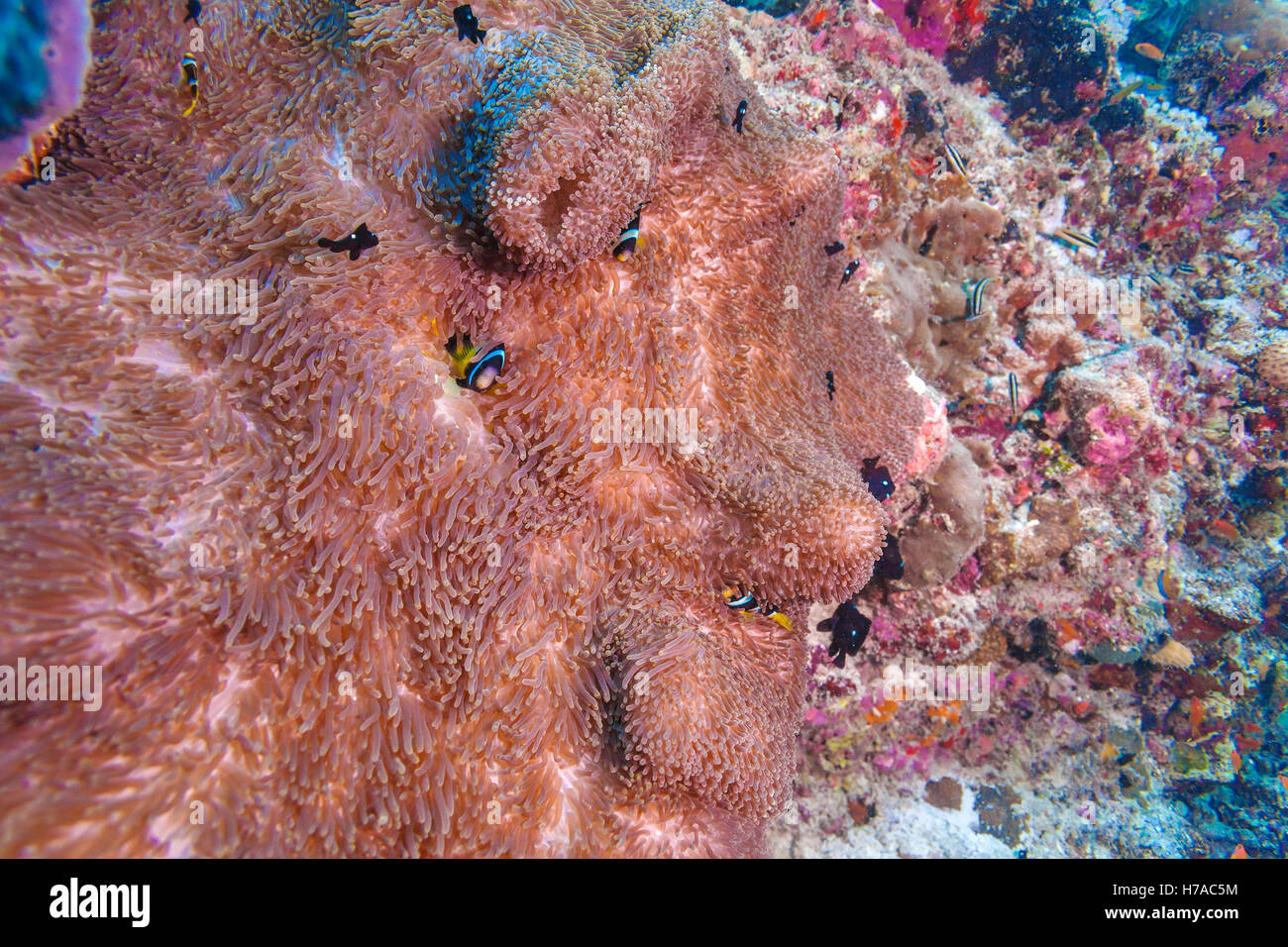 Yellowtail clownfish (Amphiprion clarkii) with sea anemone, Maldives ...