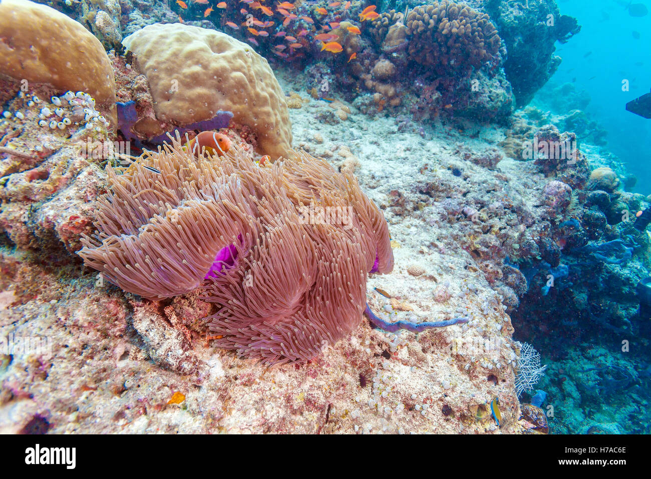 Yellowtail clownfish (Amphiprion clarkii) with sea anemone, Maldives ...