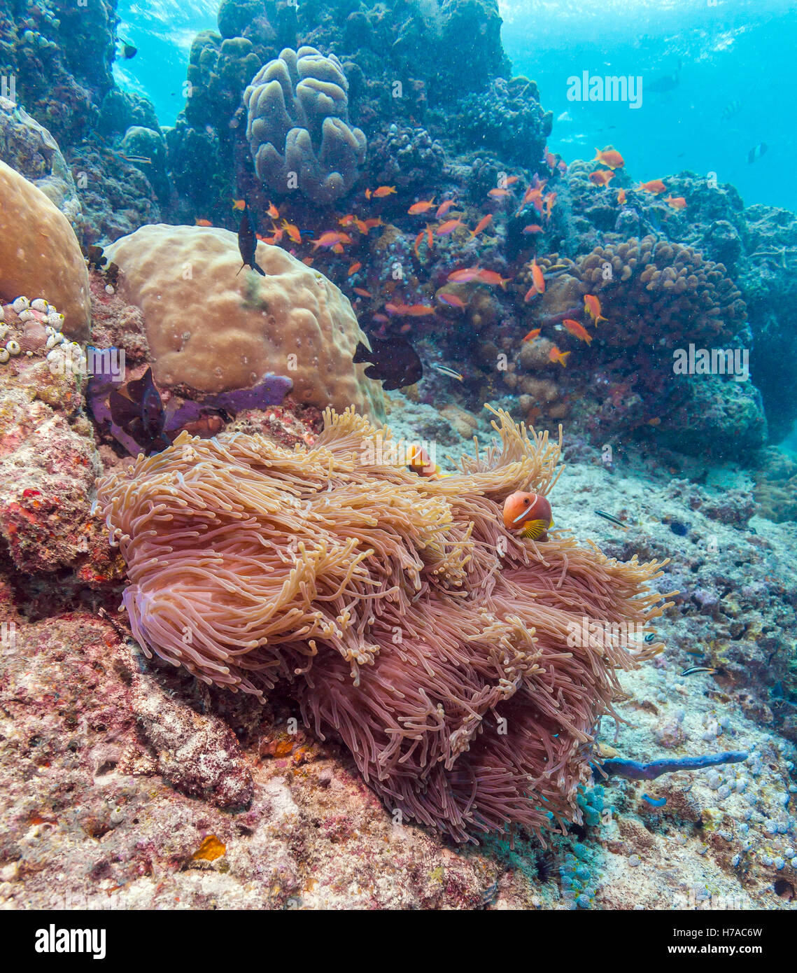 Yellowtail clownfish (Amphiprion clarkii) with sea anemone, Maldives ...
