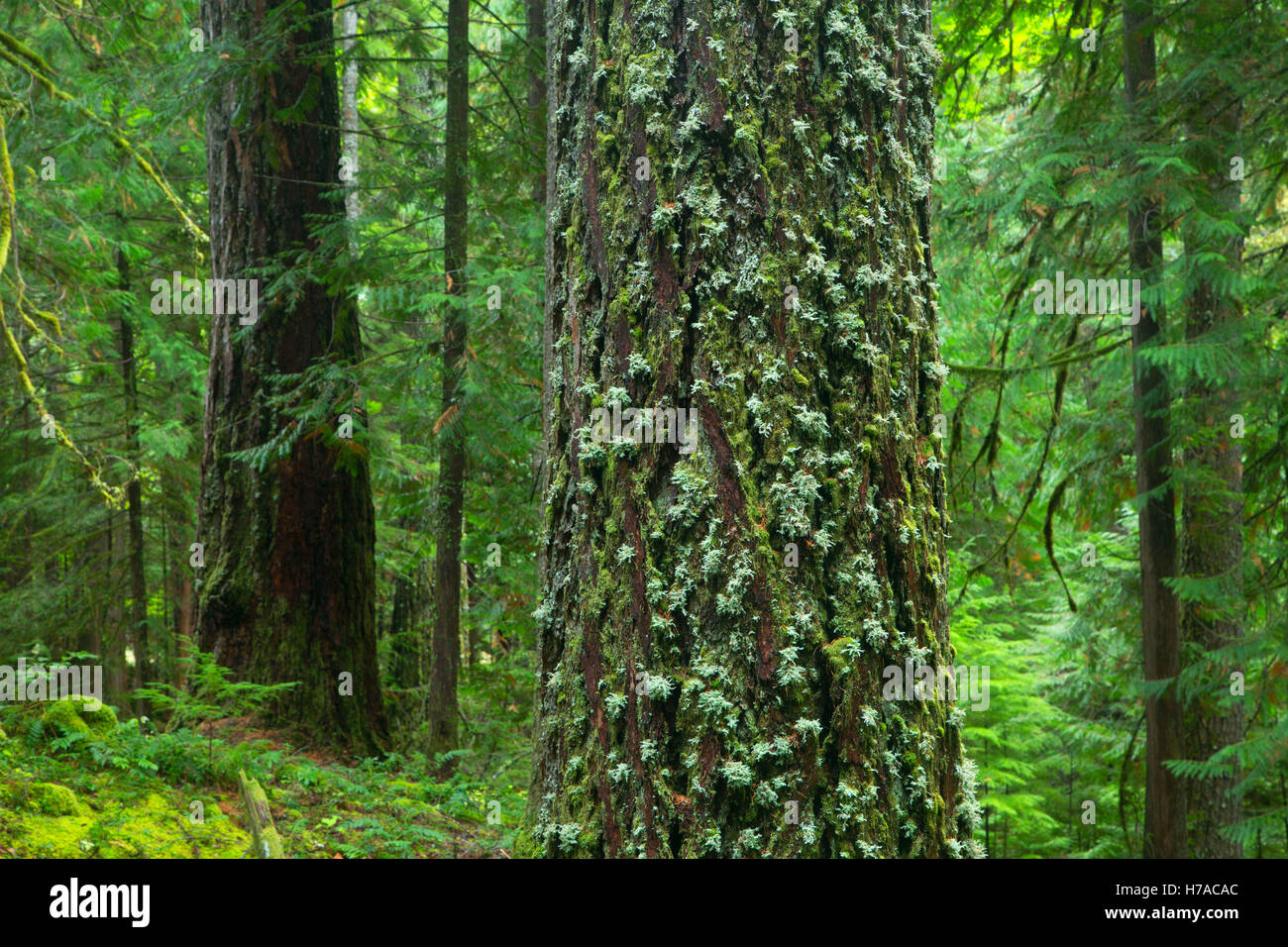 Douglas fir at Indigo Springs, Diamond Drive, Willamette National ...