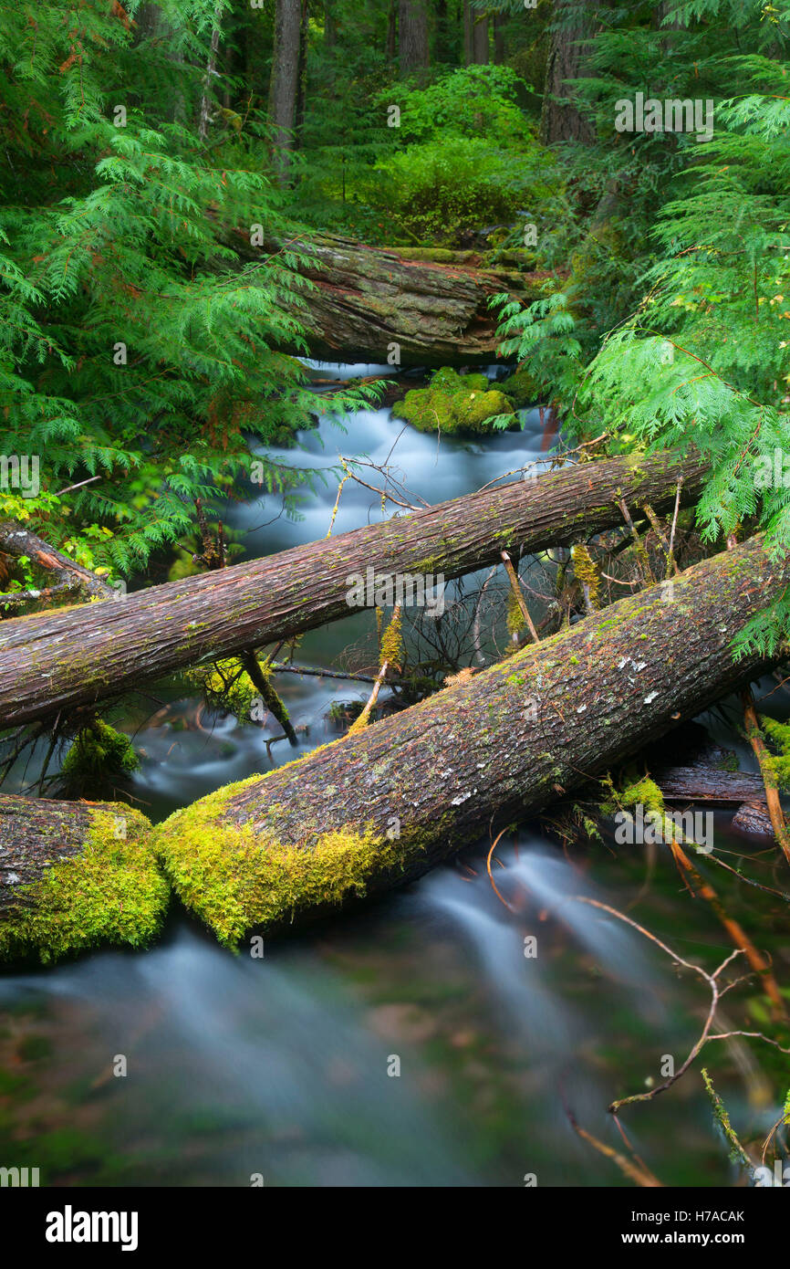 Indigo Creek at Indigo Springs, Diamond Drive, Willamette National ...