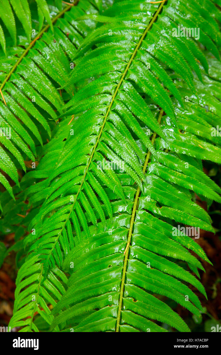 Western sword fern (Polystichum munitum), Diamond Drive, Willamette ...