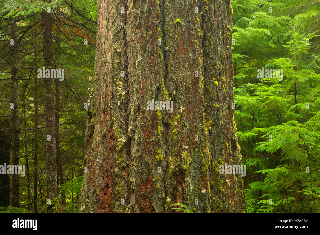 Douglas fir along Middle Fork Willamette National Recreation Trail ...