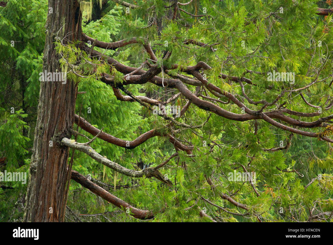 Old growth red cedar tree hi-res stock photography and images - Alamy
