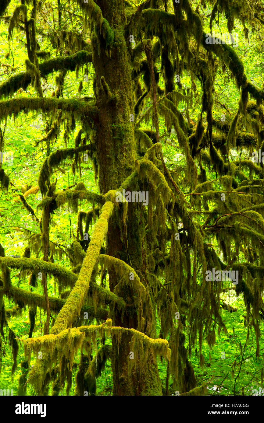 Pacific yew, Willamette National Forest, Oregon Stock Photo - Alamy