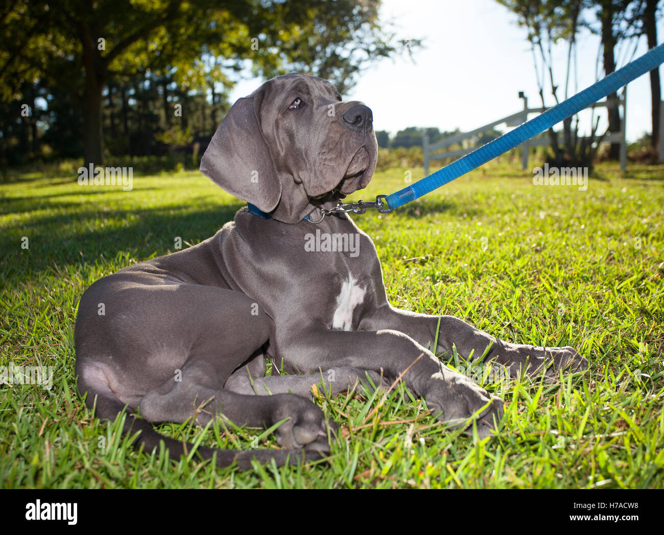 Grey Great Dane puppy on a leash that is sitting on the grass Stock ...