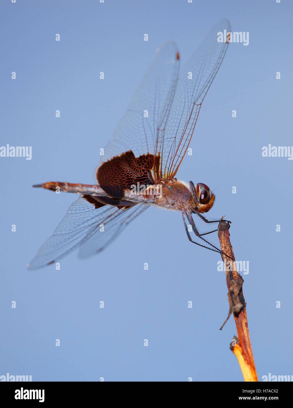 Body with orange and black coloration hi-res stock photography and ...