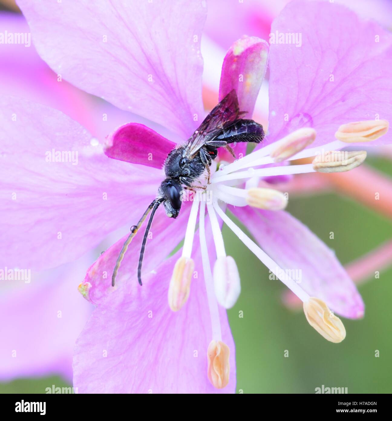 Wasp and fireweed Stock Photo - Alamy