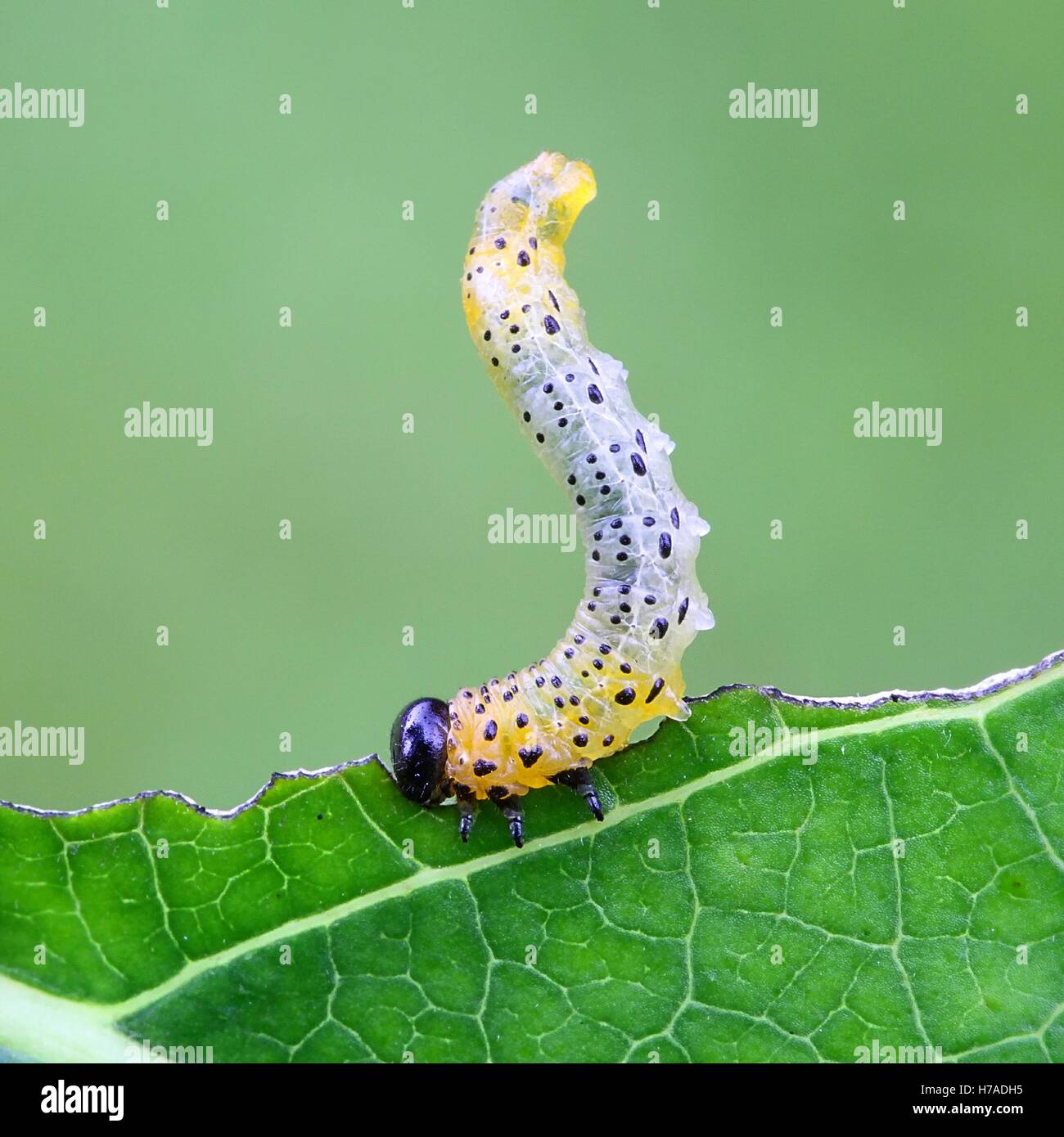 Maggot larva larvae hi-res stock photography and images - Alamy
