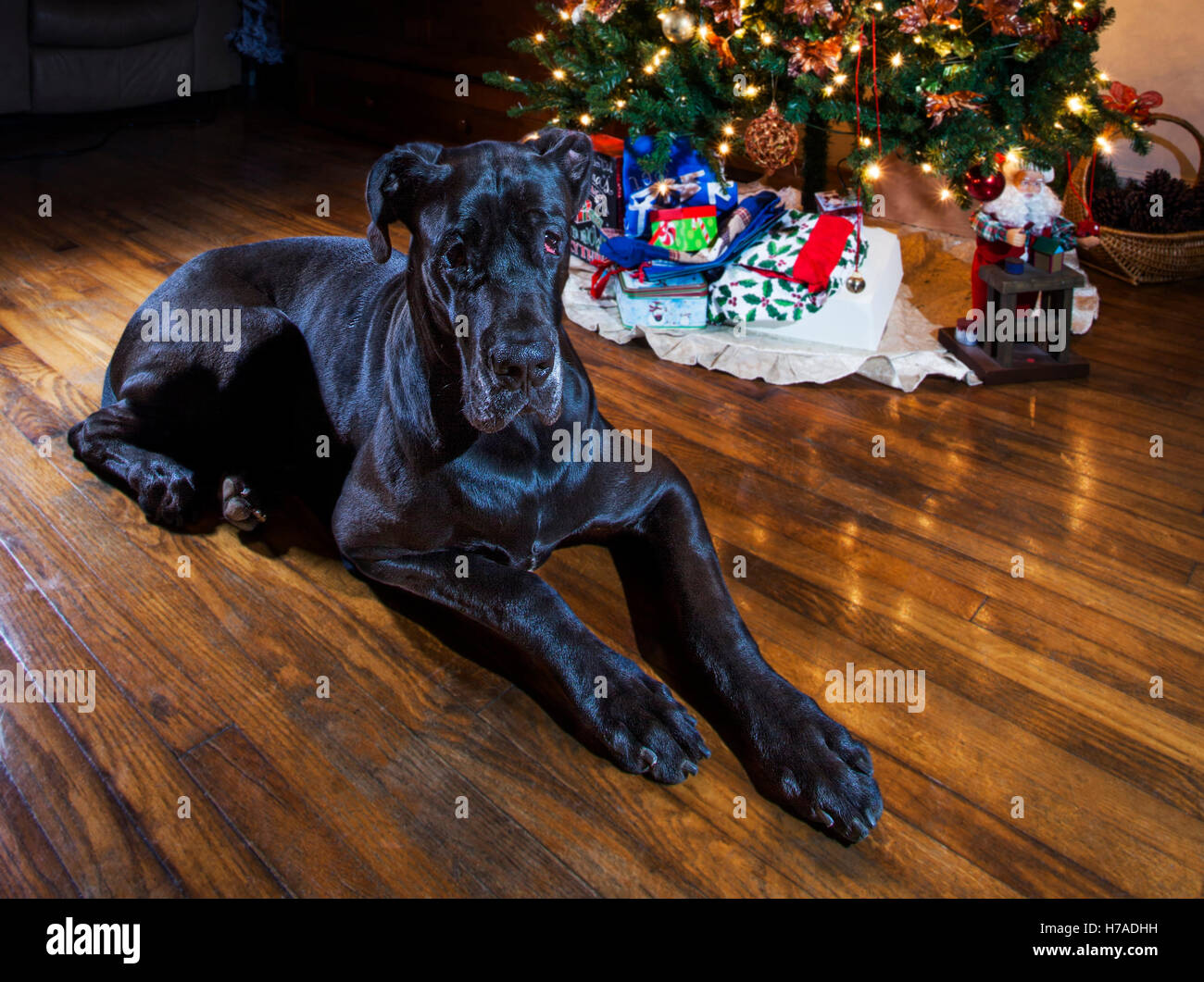 Black Great Dane waiting for Santa near a Christmas tree Stock Photo ...