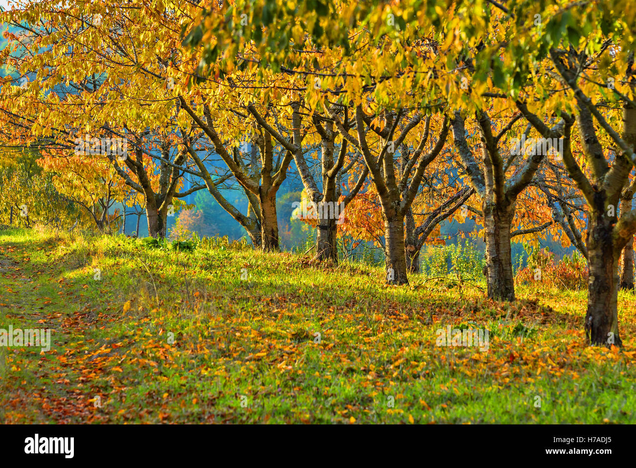 Chestnut plants hi-res stock photography and images - Alamy
