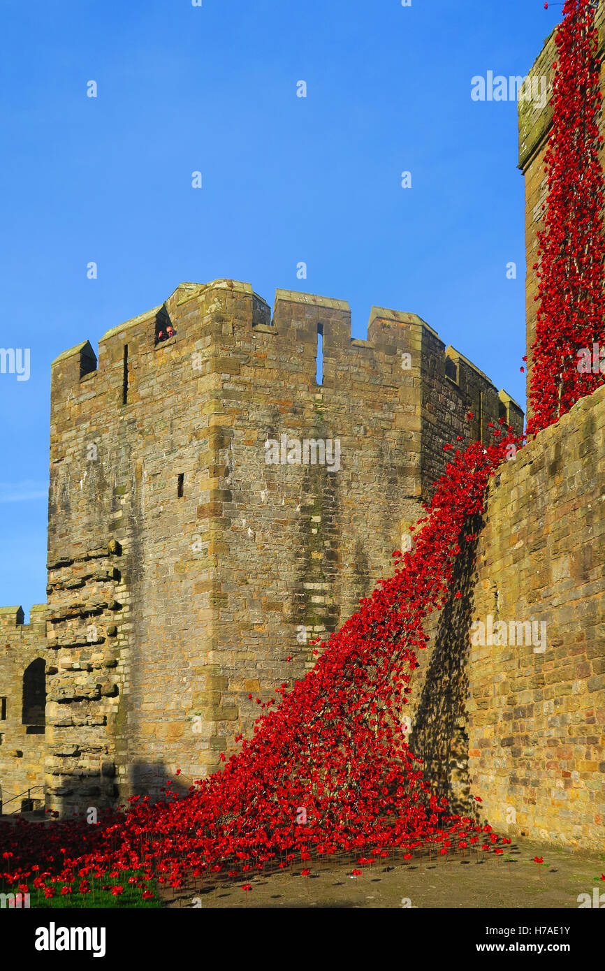 Weeping Window Poppy Memorial Caernarfon Castle Stock Photo - Alamy