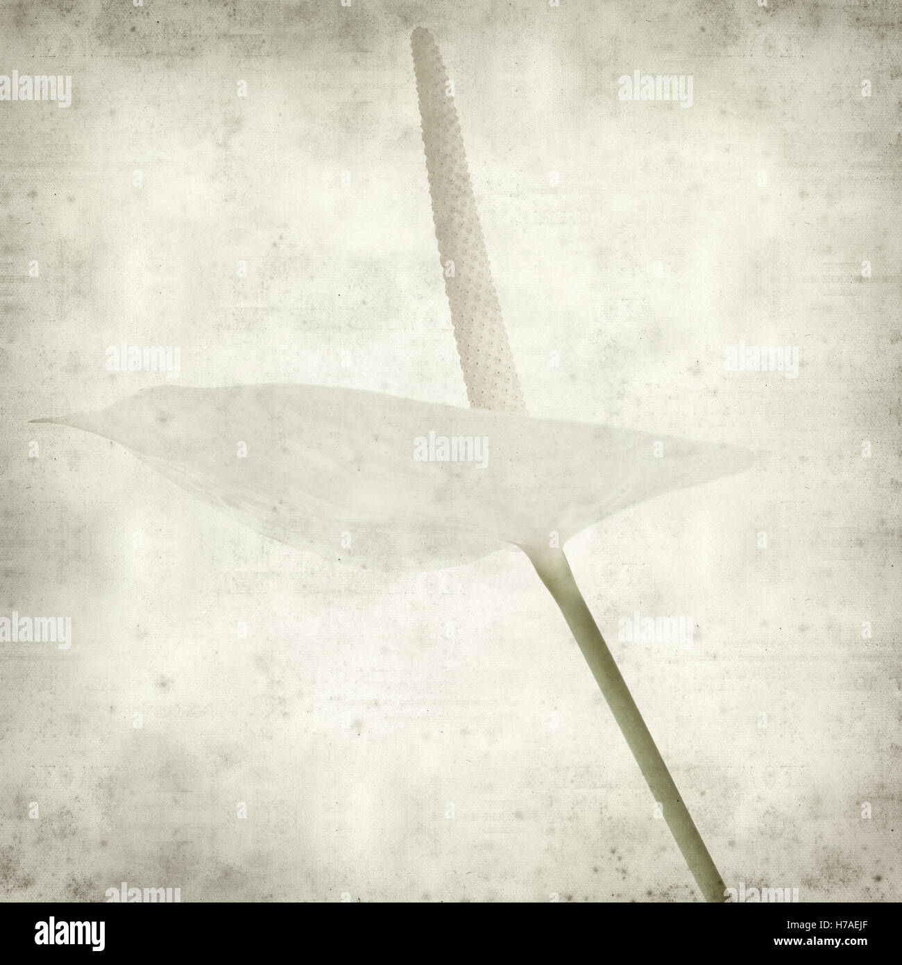 textured old paper background with white exotic anthurium flower Stock ...