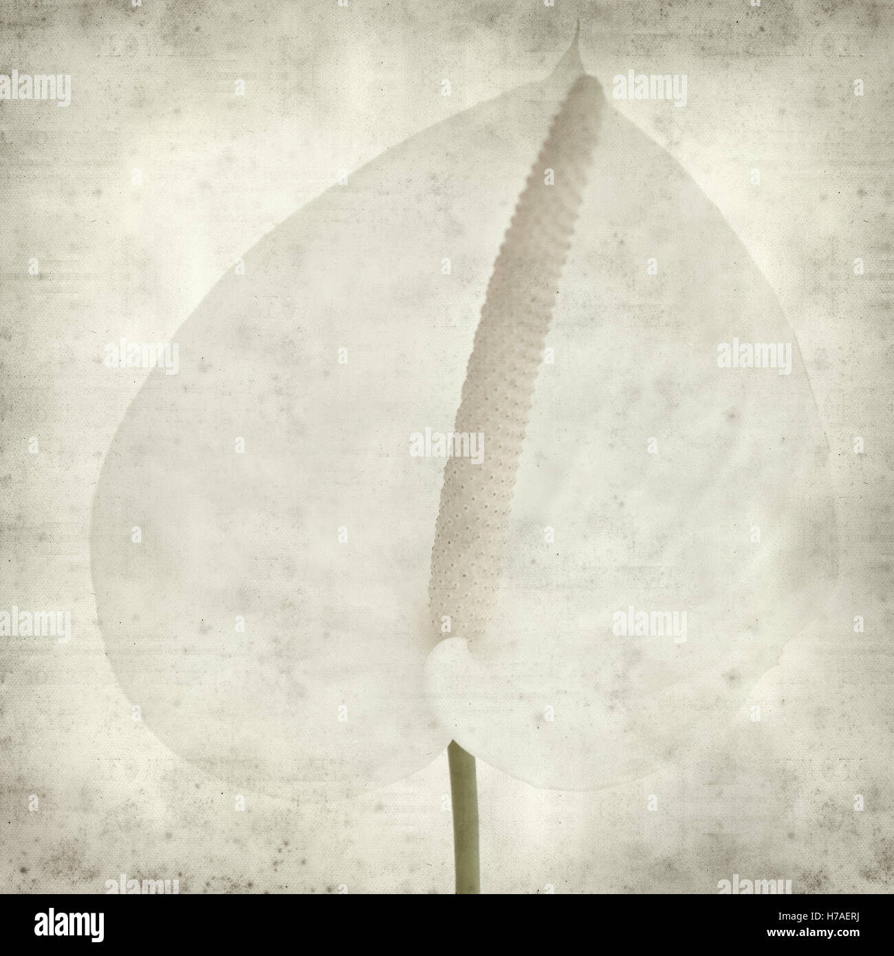 textured old paper background with white exotic anthurium flower Stock ...
