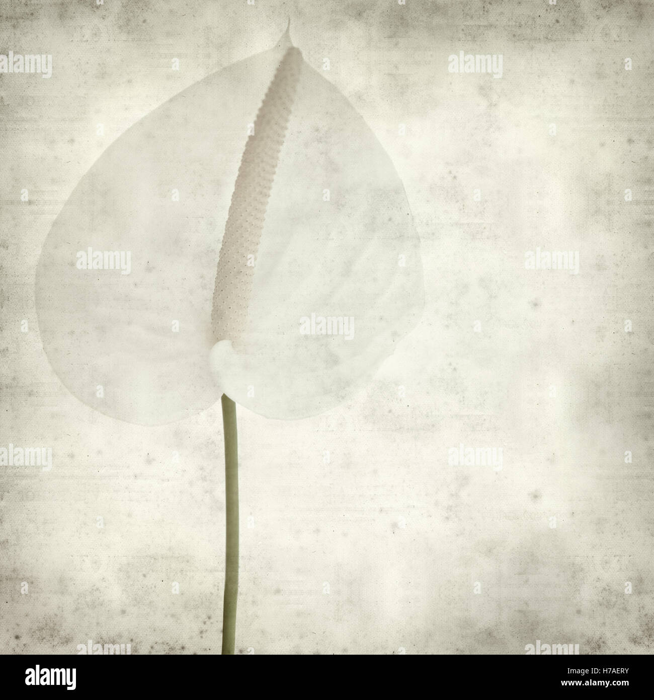 textured old paper background with white exotic anthurium flower Stock ...