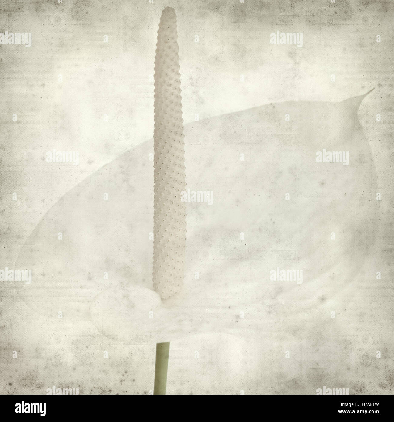 textured old paper background with white exotic anthurium flower Stock ...