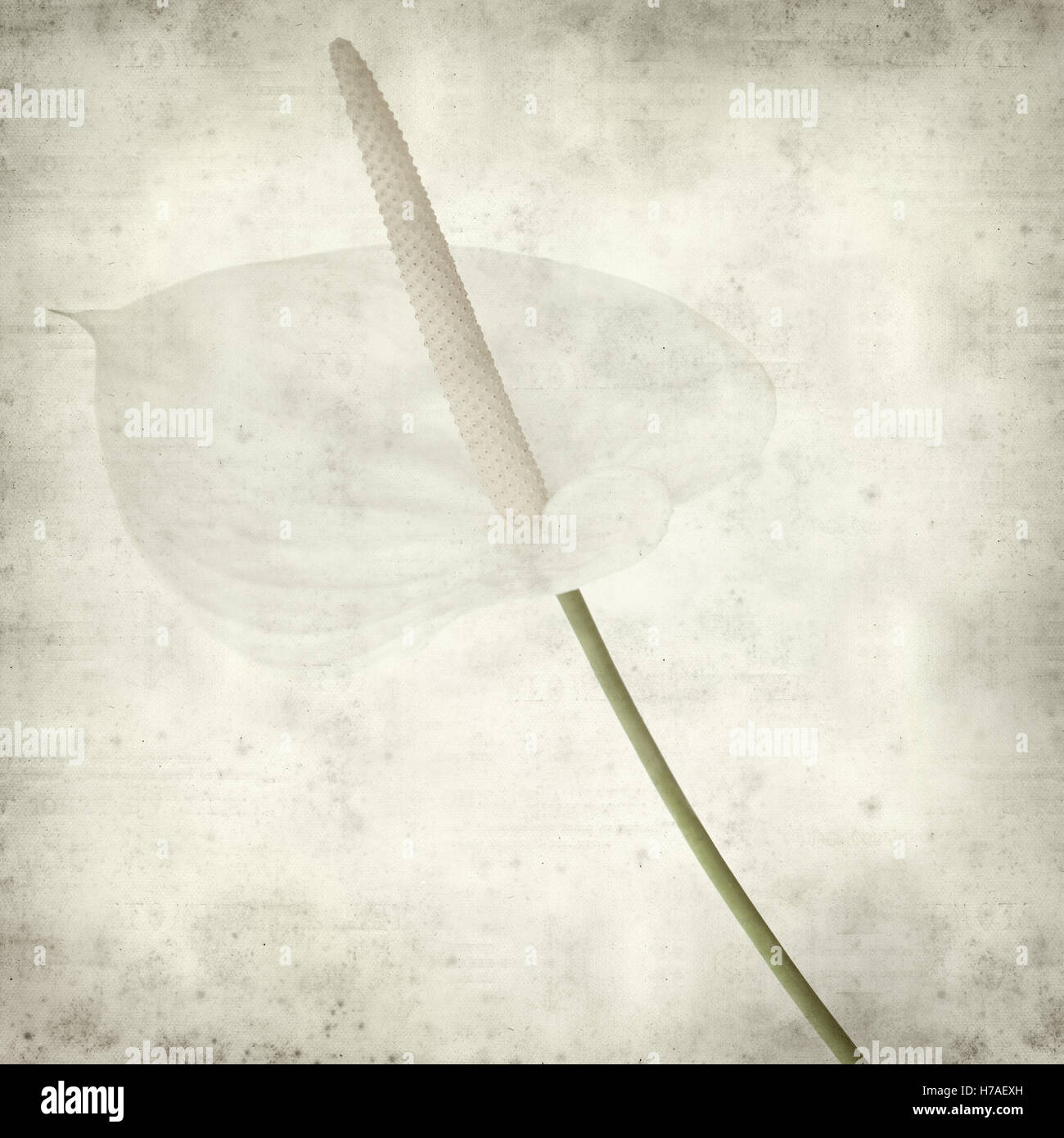 textured old paper background with white exotic anthurium flower Stock ...