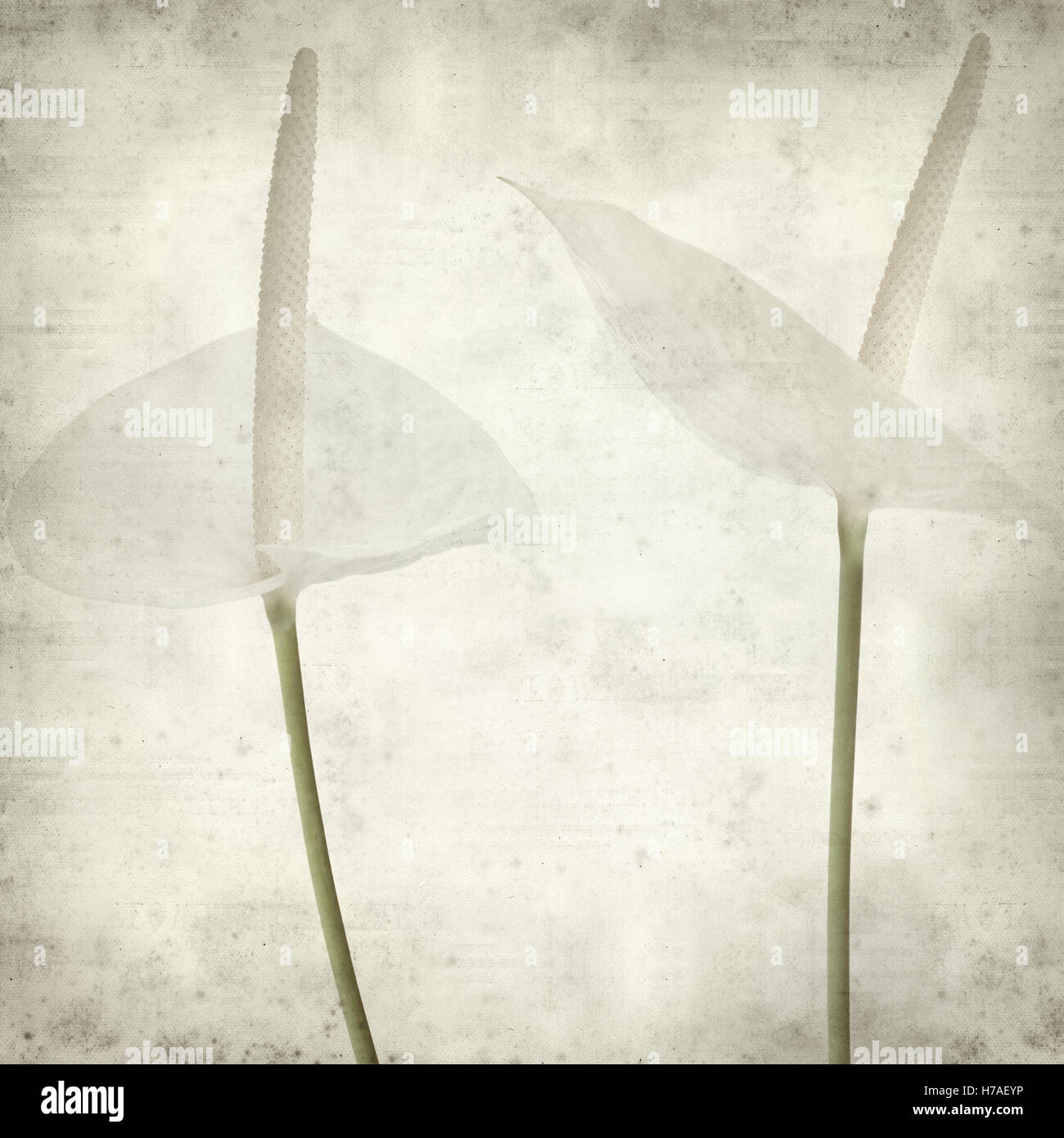 textured old paper background with white exotic anthurium flower Stock ...