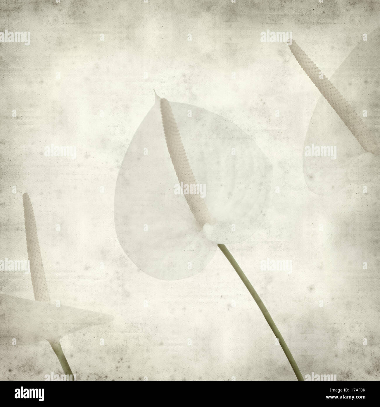 textured old paper background with white exotic anthurium flower Stock ...