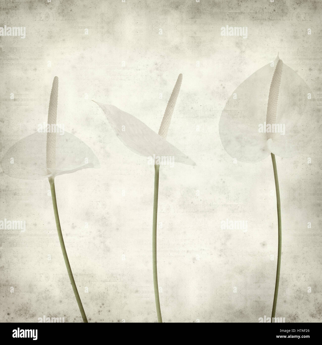 textured old paper background with white exotic anthurium flower Stock ...