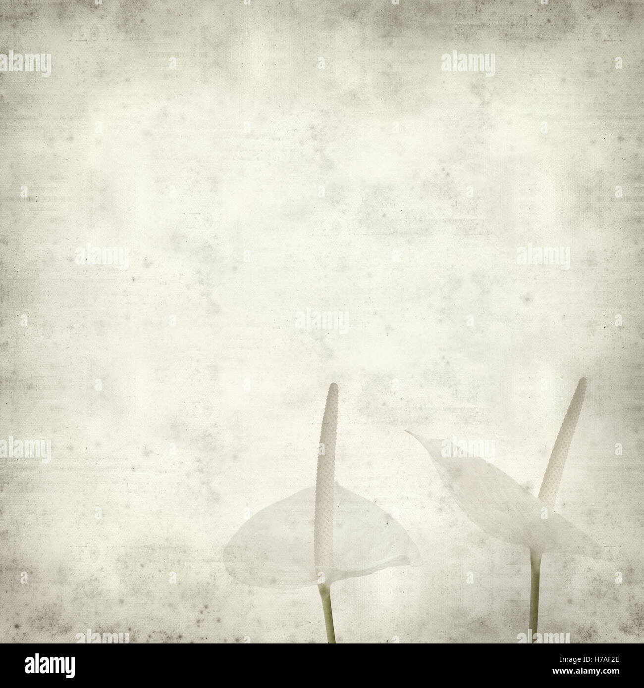 textured old paper background with white exotic anthurium flower Stock ...