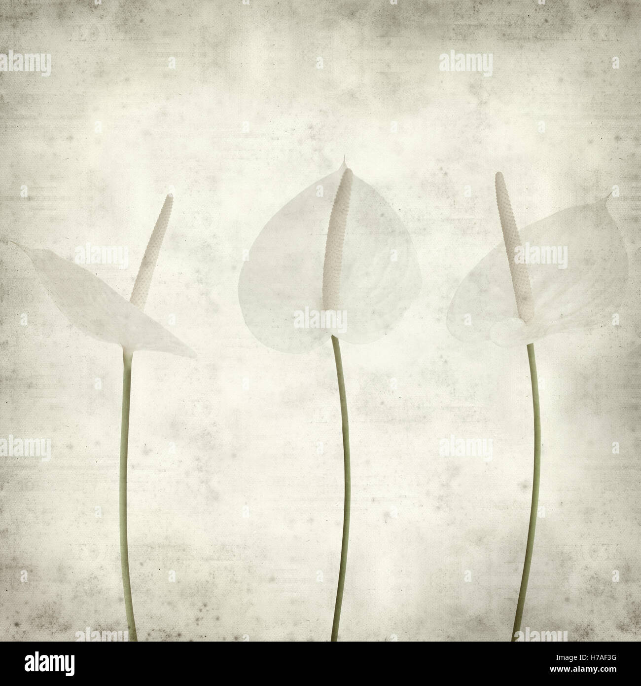 textured old paper background with white exotic anthurium flower Stock ...