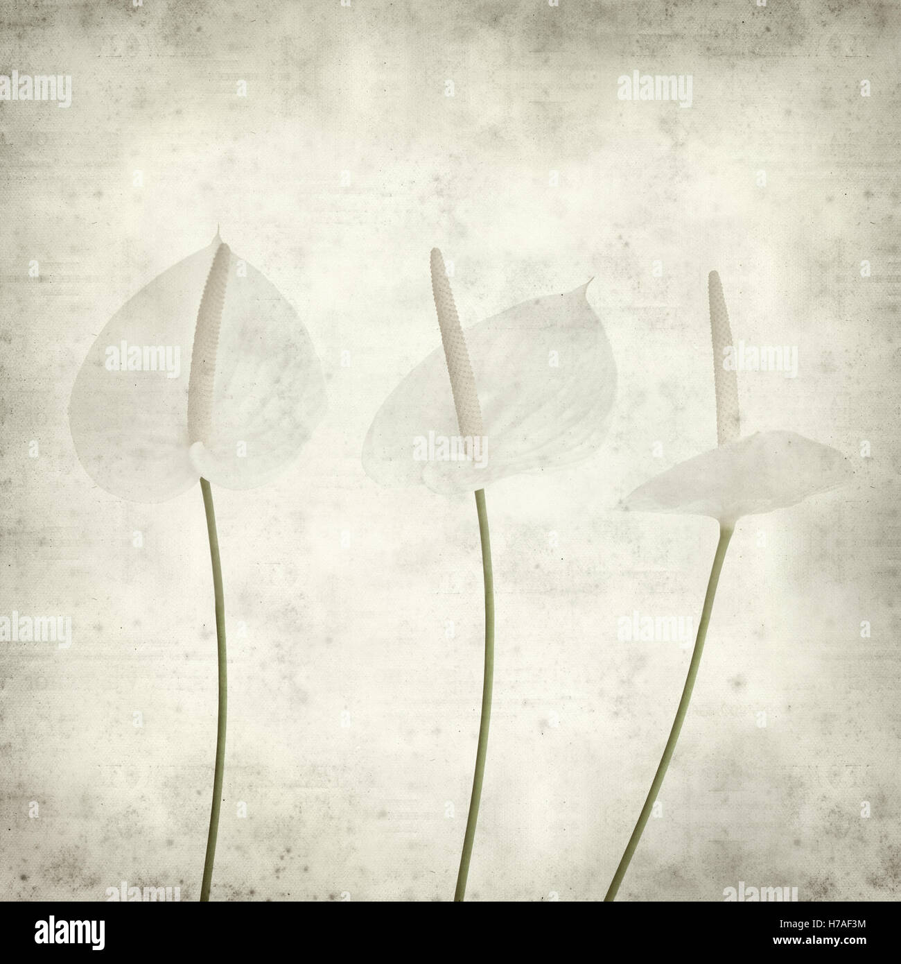 textured old paper background with white exotic anthurium flower Stock ...