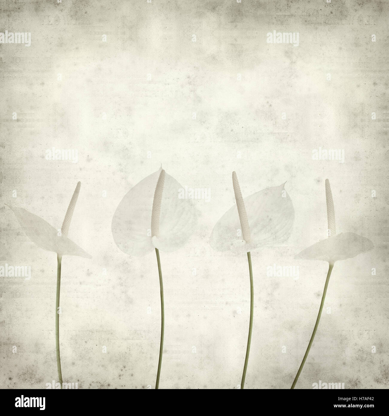 textured old paper background with white exotic anthurium flower Stock ...