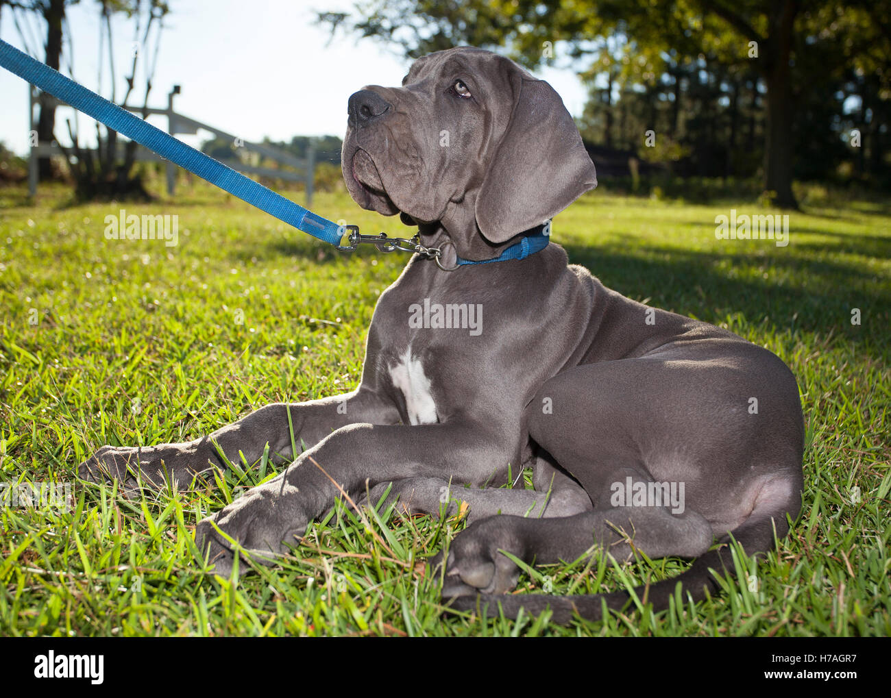Blue great dane dog hi-res stock photography and images - Alamy