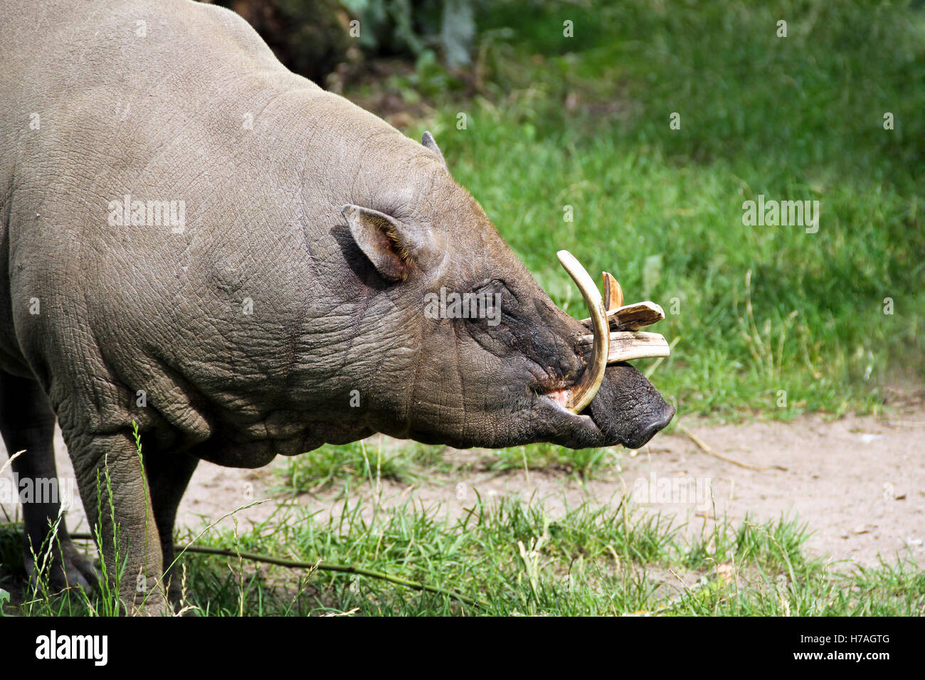 Babirusa Impaled