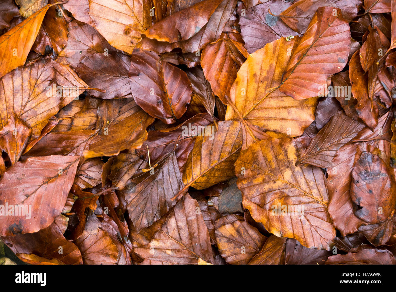 Ground leaves texture hi-res stock photography and images - Alamy