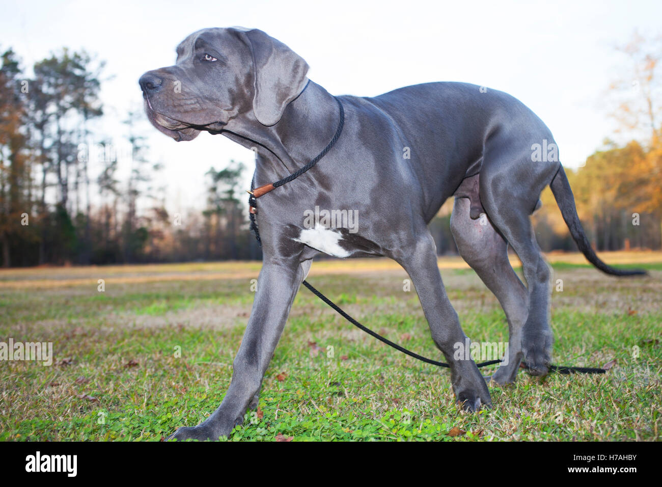 Blue Great Dane male that is walking on the grass Stock Photo - Alamy