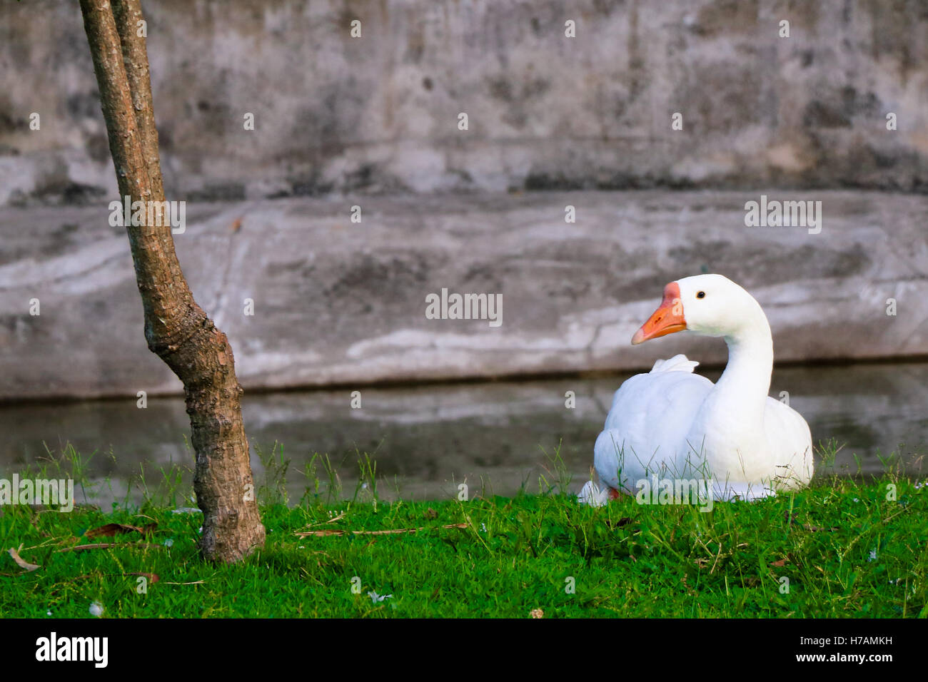 Swan scenery hi-res stock photography and images - Alamy