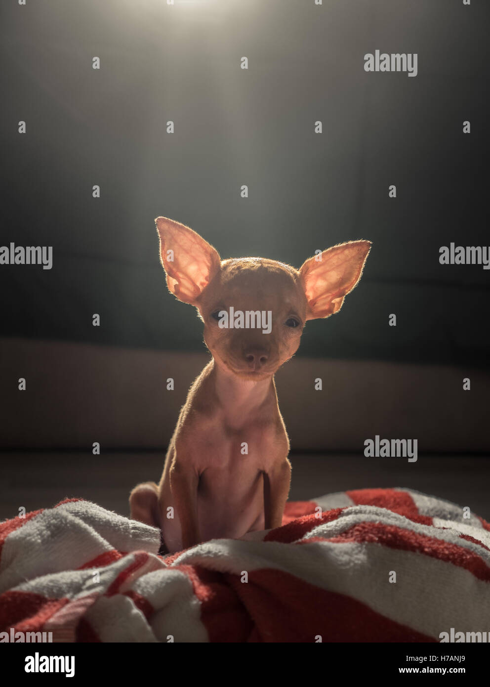 Closeup of cute miniature ginger pinscher puppy sitting on the striped ...