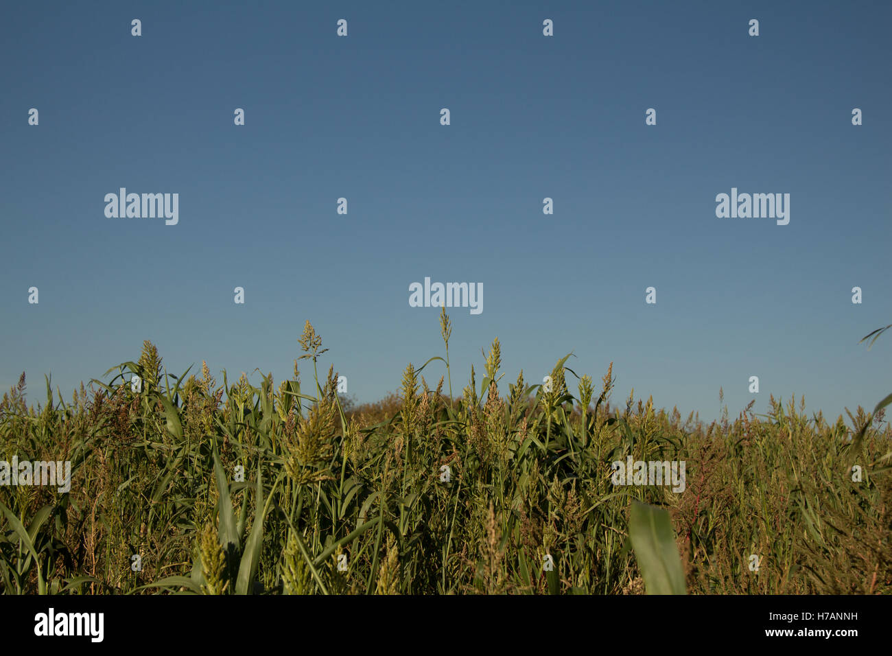 Blue, sky, oklahoma, corn, cornfield, field, green Stock Photo - Alamy
