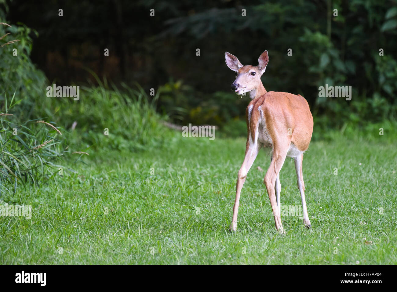 Whitetail deer doe looking back hi-res stock photography and images - Alamy
