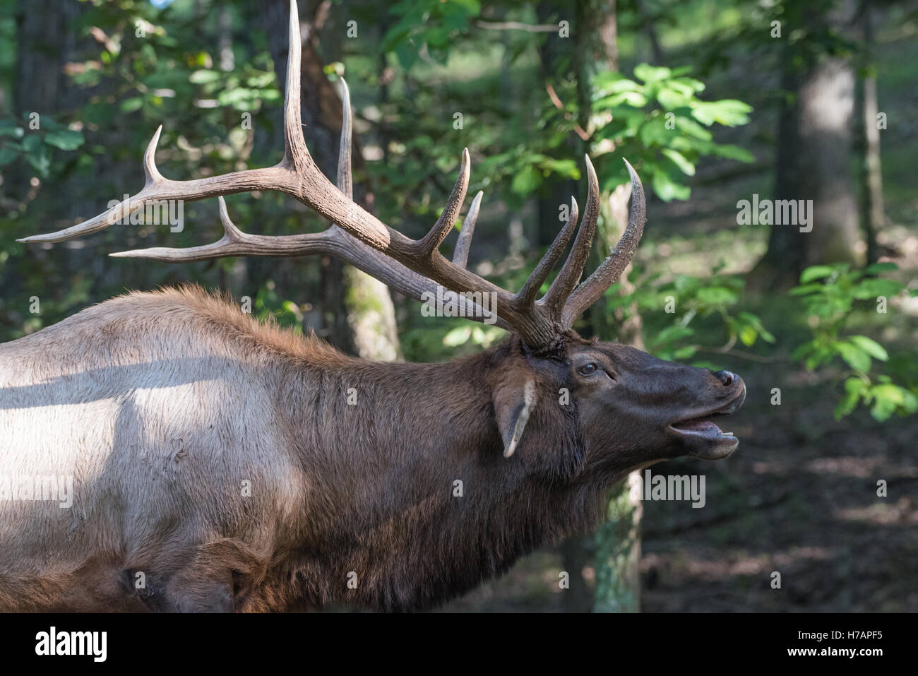 American Bull Elk Stock Photo - Alamy